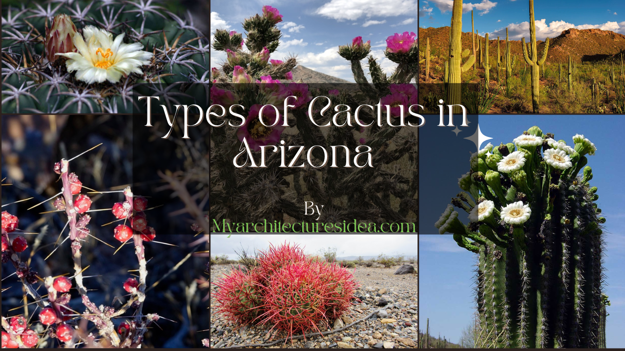 Types of Cactus in Arizona | Cholla Plants | Christmas Cacti